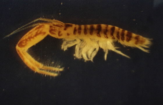 crustaceans