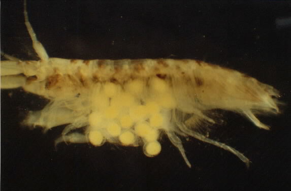 crustaceans